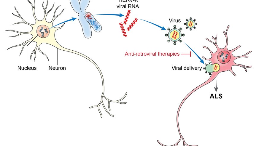 New Information on an Old Virus? | Neuroscience