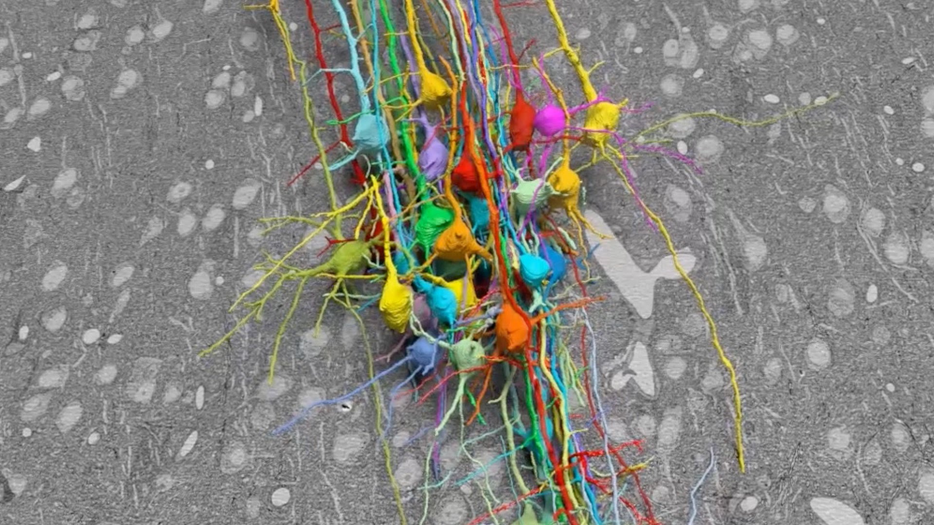 Scientists Use Tiny Mouse Brain Sample to Map Neuron Synapses | Videos