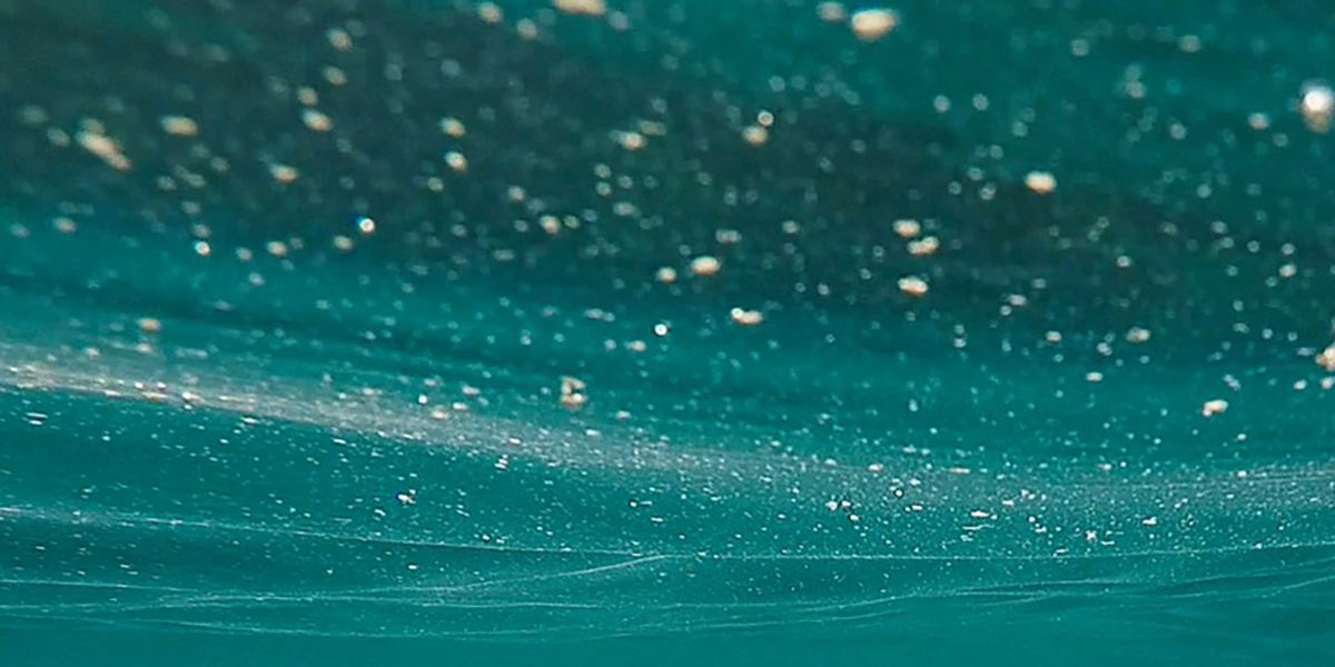 New Study Suggests Phytoplankton Will Thrive, not Decline | Earth And ...