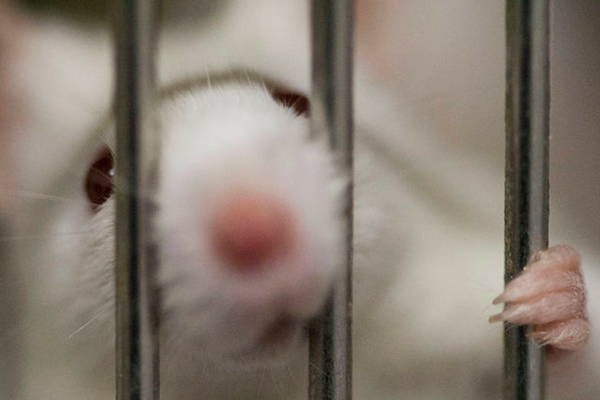 Probiotics Shown to Reverse Depression in Mice | Neuroscience