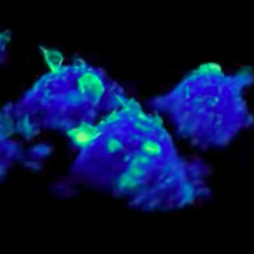 Powerful Imaging Reveals Immune Cells on Patrol | Cell And Molecular ...