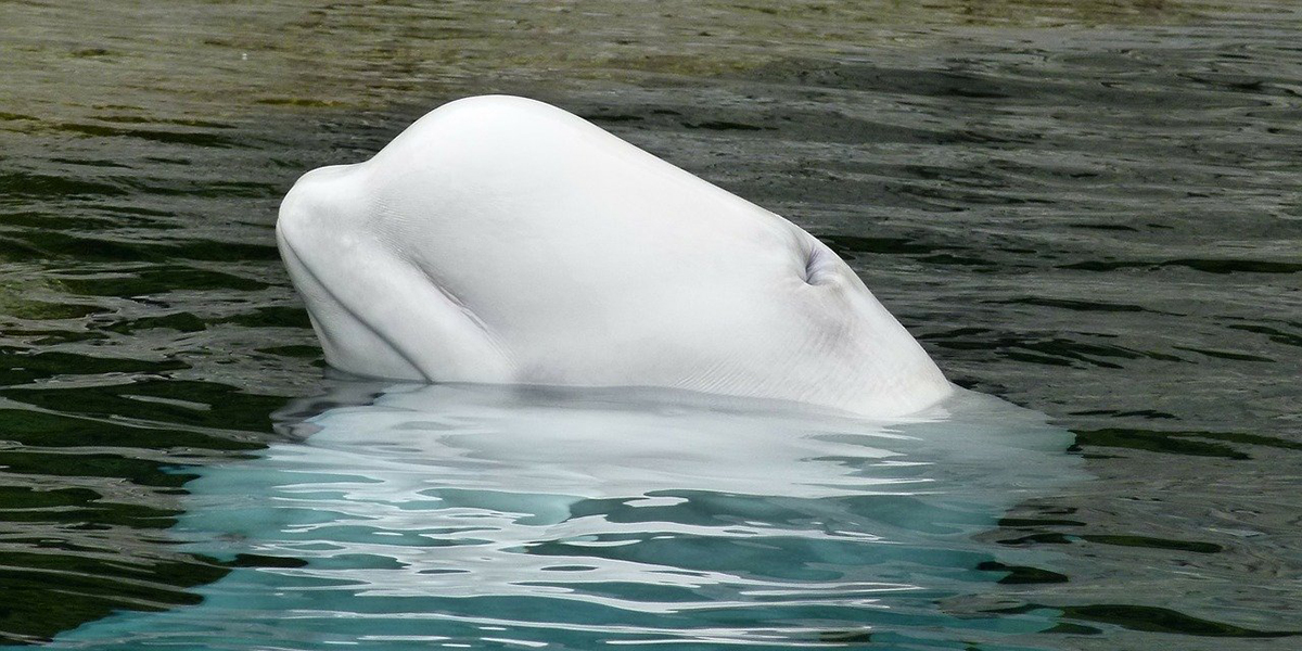 New Research Reveals Beluga Whale Social Networks | Plants And Animals