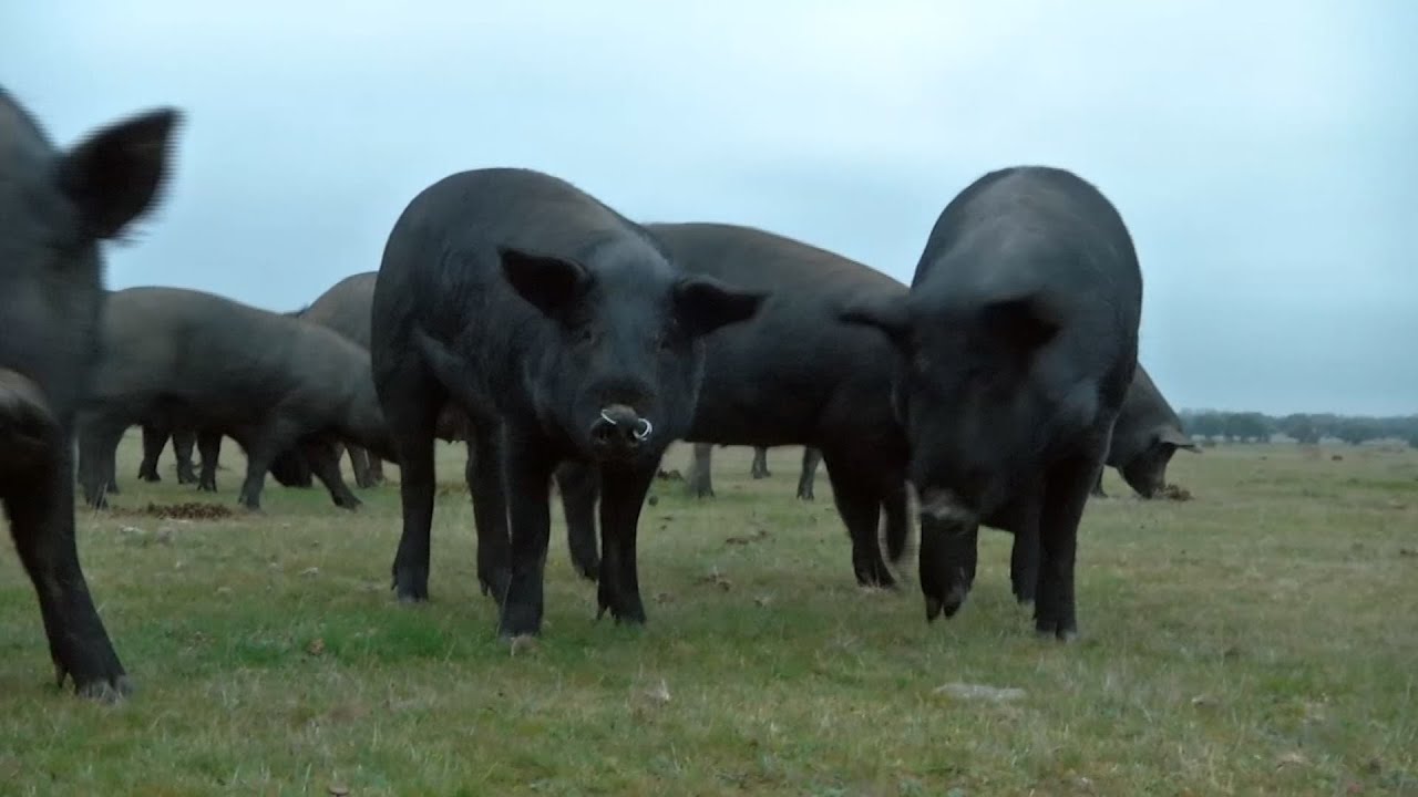 Some Activity Restored in a Pig Brain Hours After Death | Cell And ...