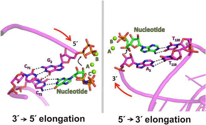 Understanding why DNA Replication Prefers one Direction | Cell And ...