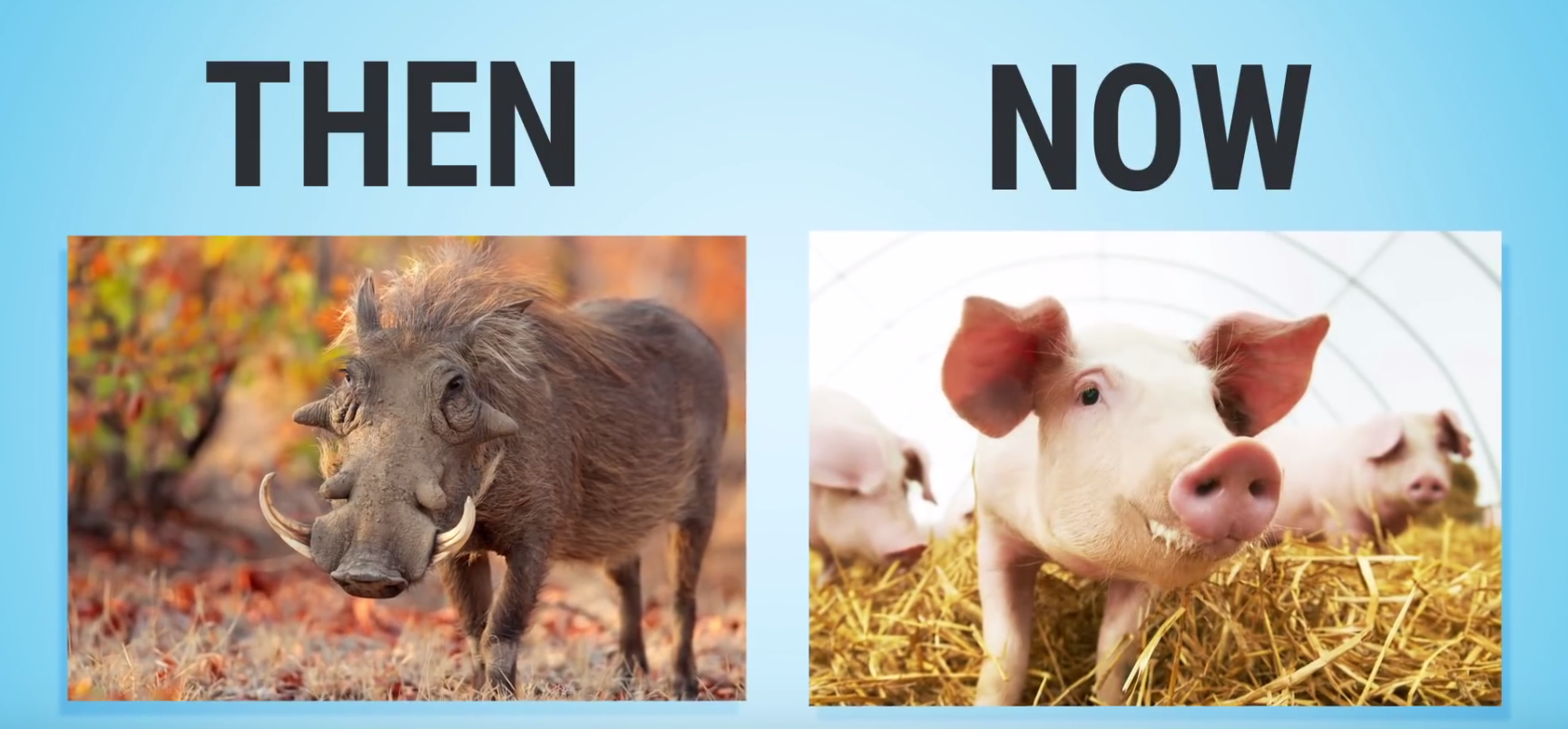 Animals Have Changed a Lot Since Humans Began Breeding Them | Plants ...