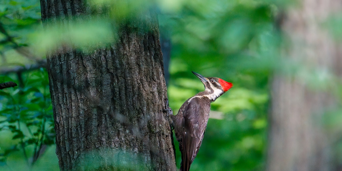 U.S. Declares Ivory-billed Woodpecker, Several Other Species Extinct ...