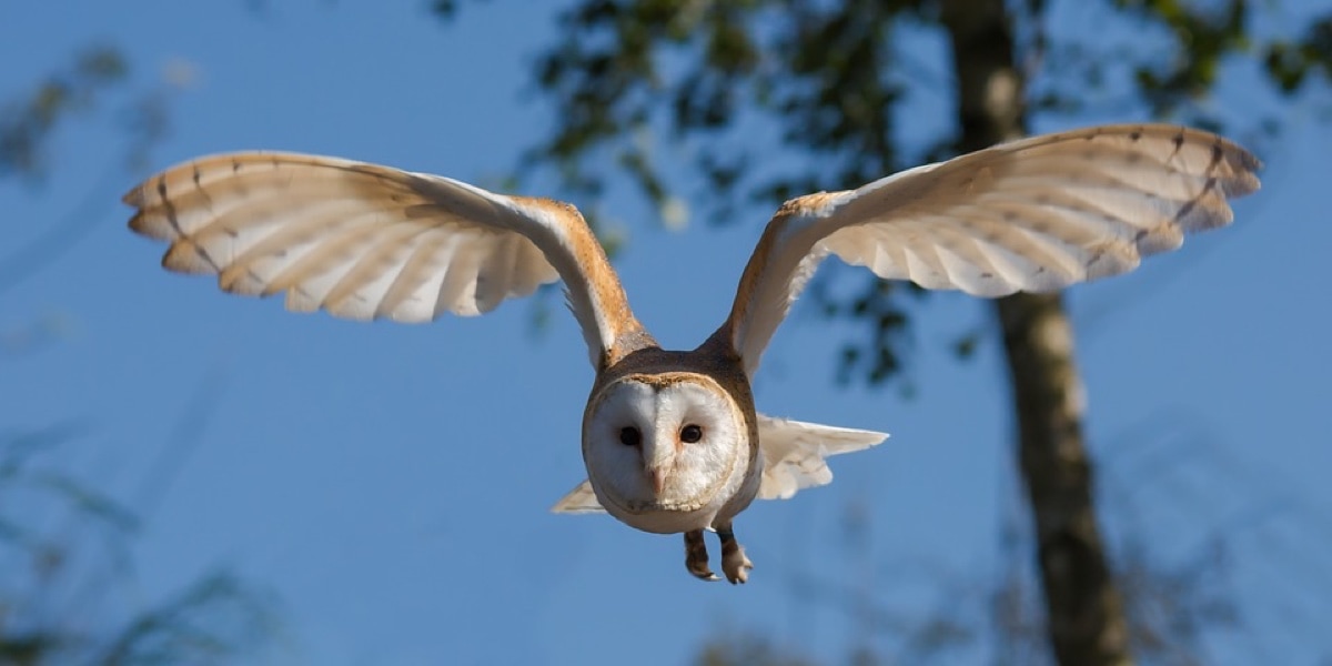 Barn Owls Fly Without Making a Sound | Plants And Animals