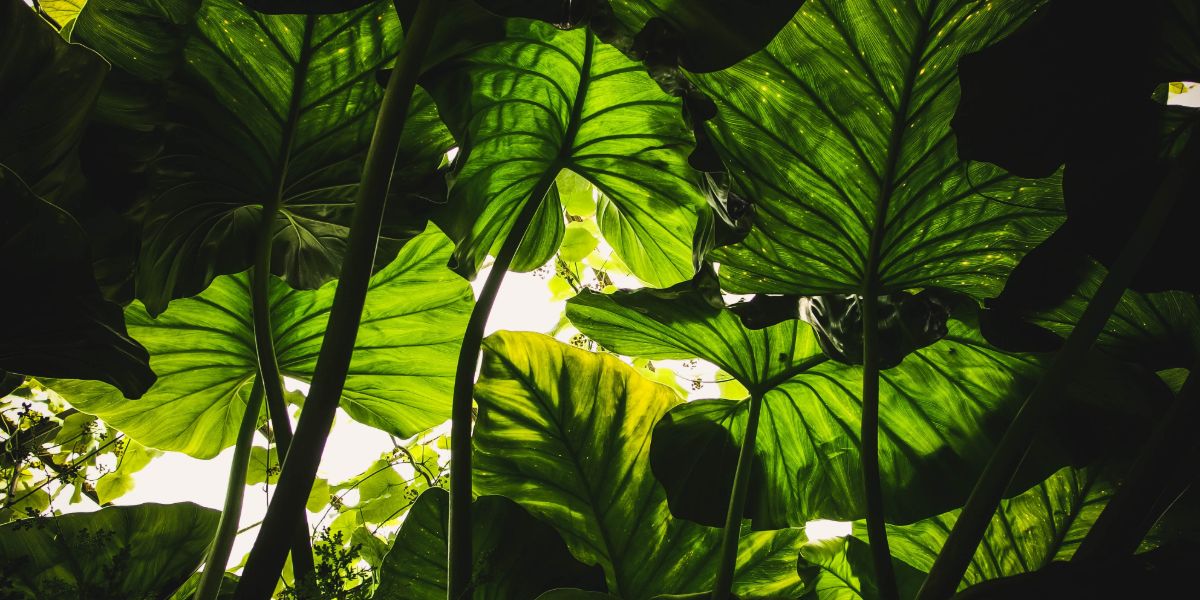 Native American Plant Extract Treats Pain and Diarrhea | Drug Discovery ...
