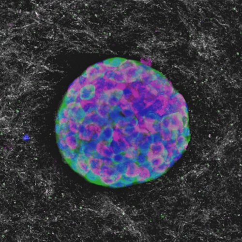 Reversing Type 1 Diabetes in Humans and Pets | Cell And Molecular Biology