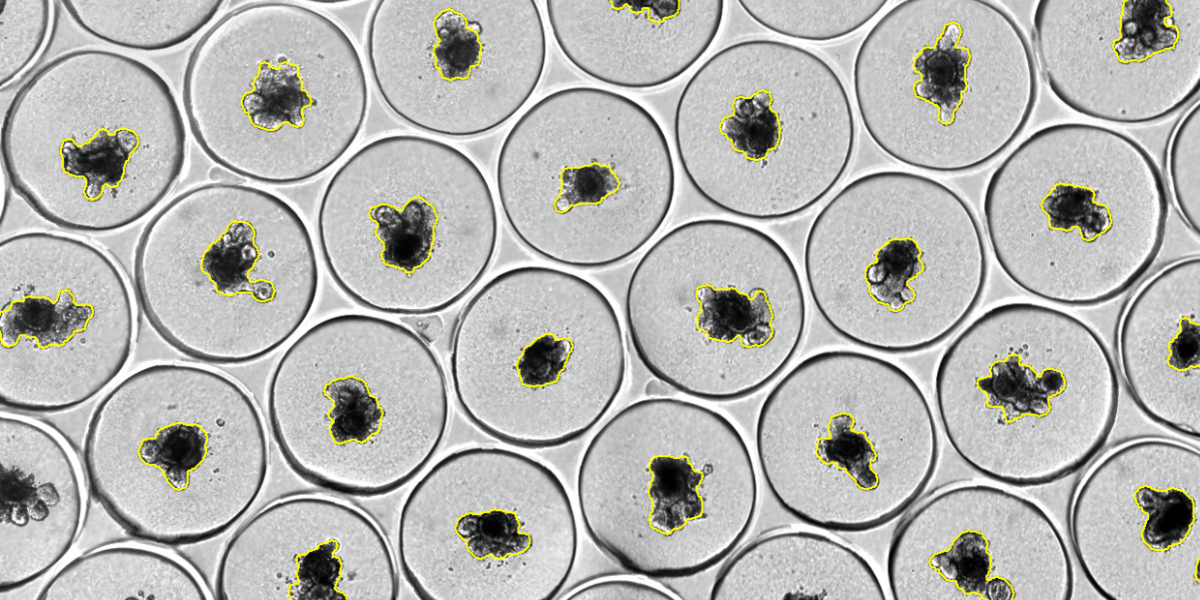 From Plate to Insight: Simplifying 3D Cell Culture Workflows | Cell And ...