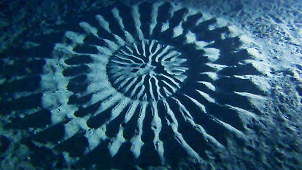 Who are the best animal engineers? | Videos