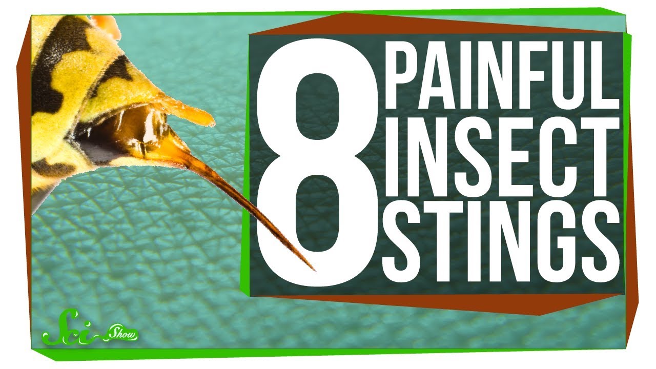 8 Insects that Inflict the Worst Pain | Videos