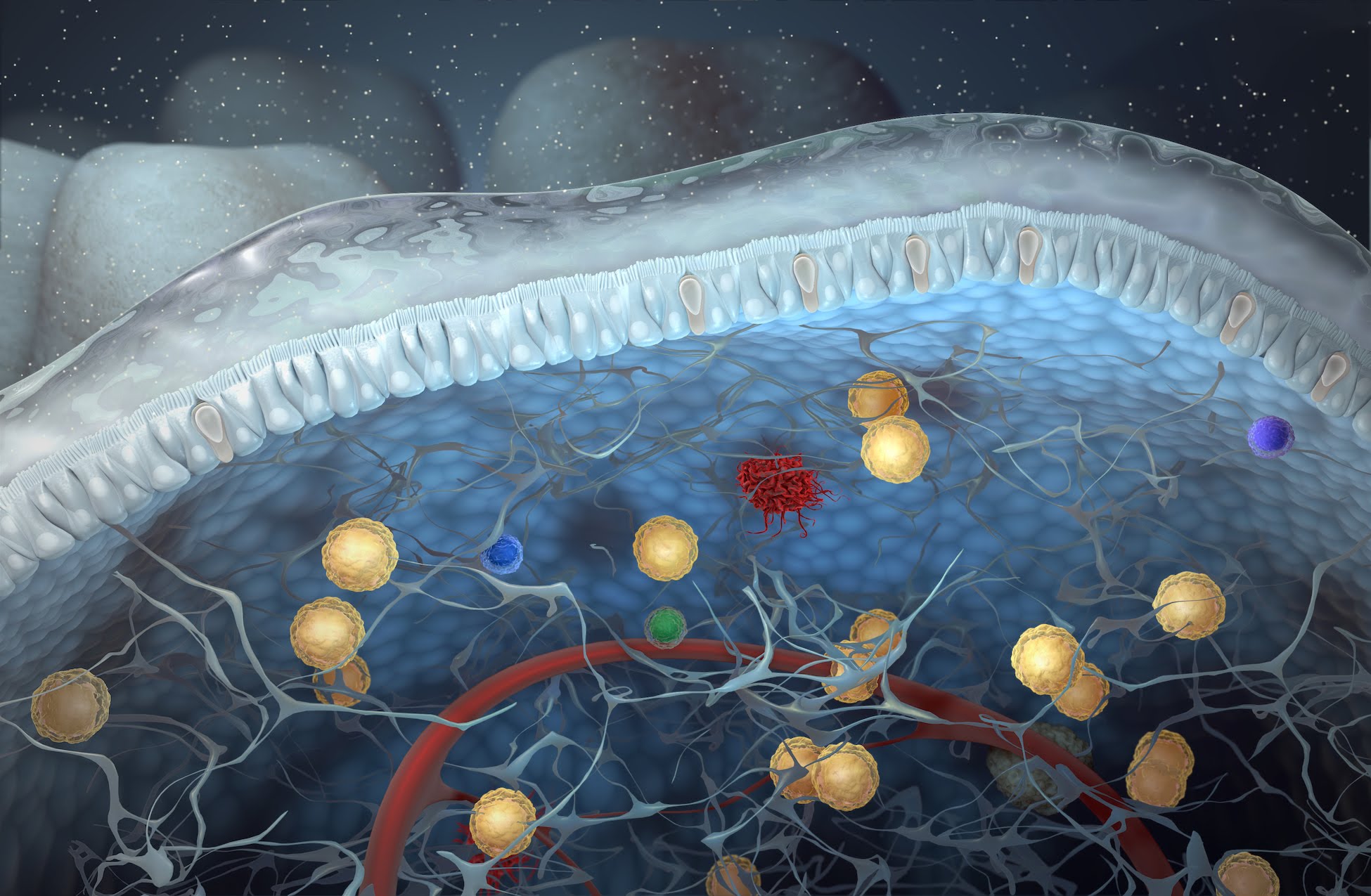 The Immune System and Innate Lymphoid Cells | Videos