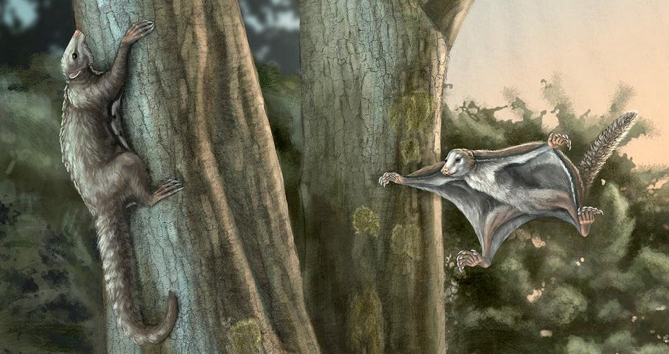This Might Be the Earliest 'Gliding' Mammal Ever Discovered | Plants ...