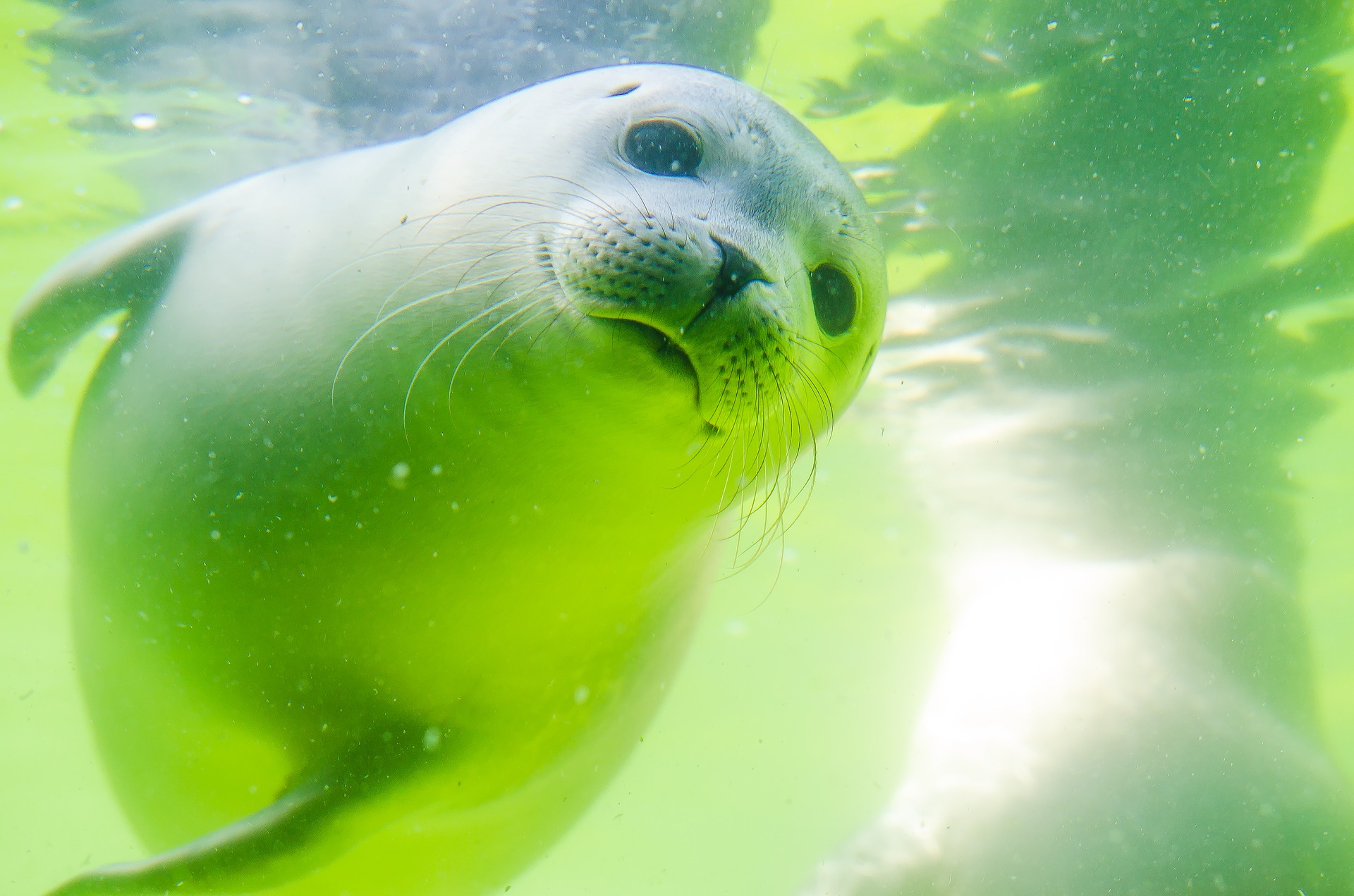 The Power of Seal Serum | Immunology