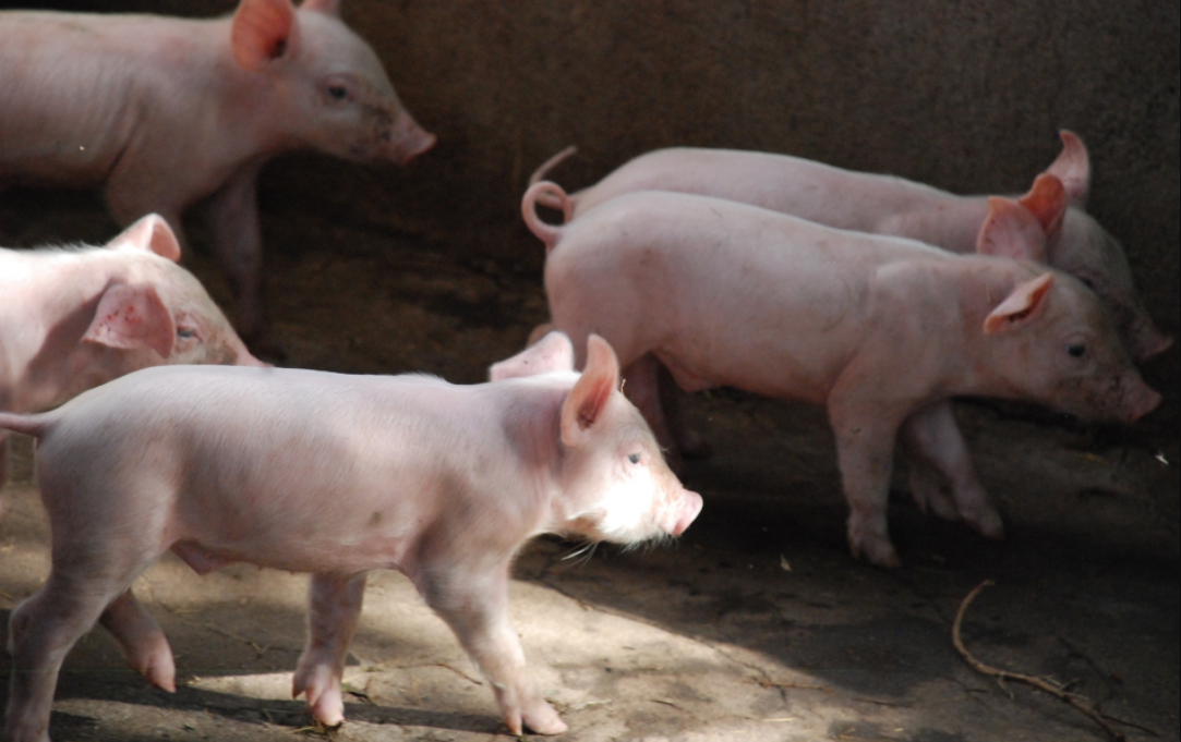 Retrovirus-free Piglets may Help Bring Transplant Organs to Patients ...