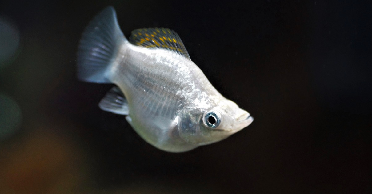Fish Adapted to Toxins Pass Epigenetic Changes Onto Offspring ...