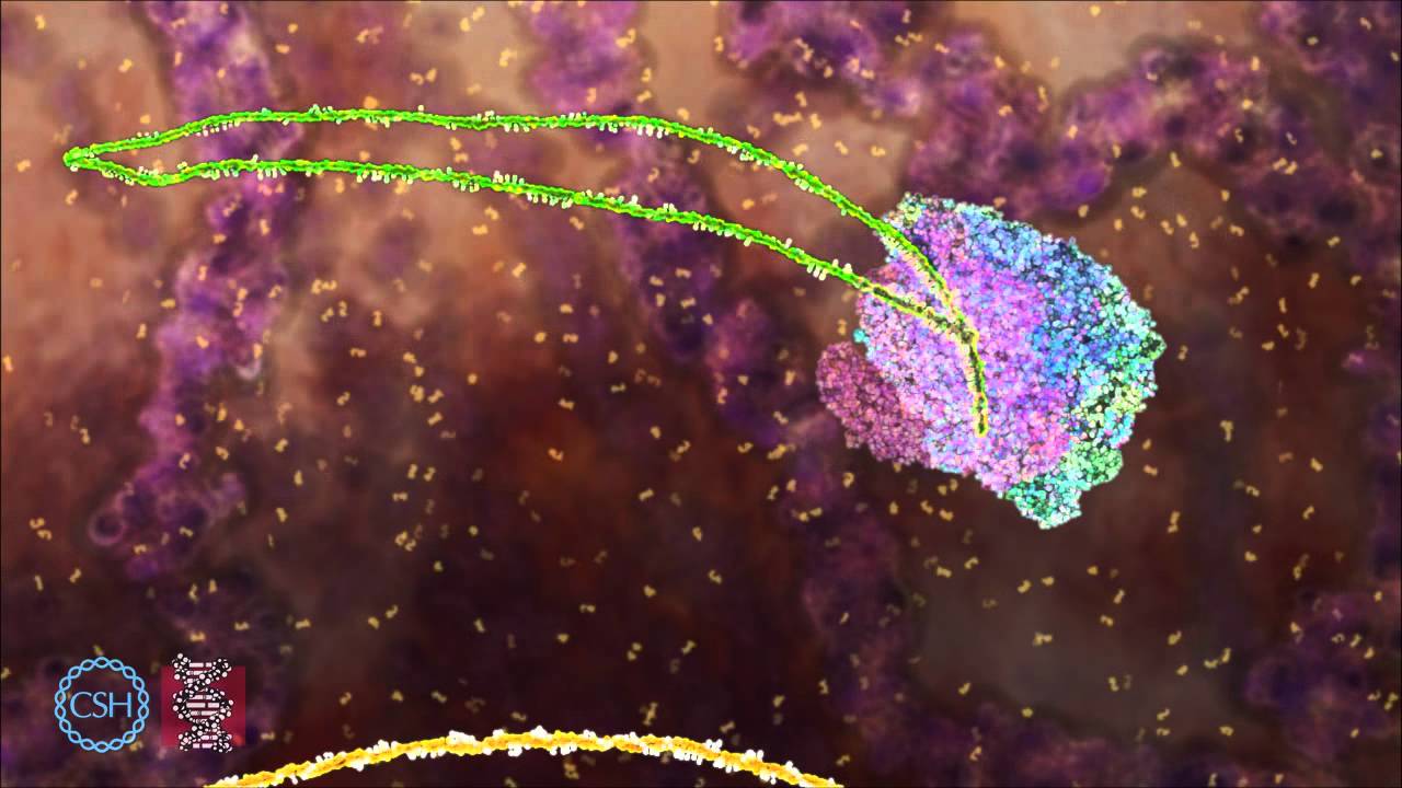 A 3D animation shows the crucial RNA editing step called splicing | Videos