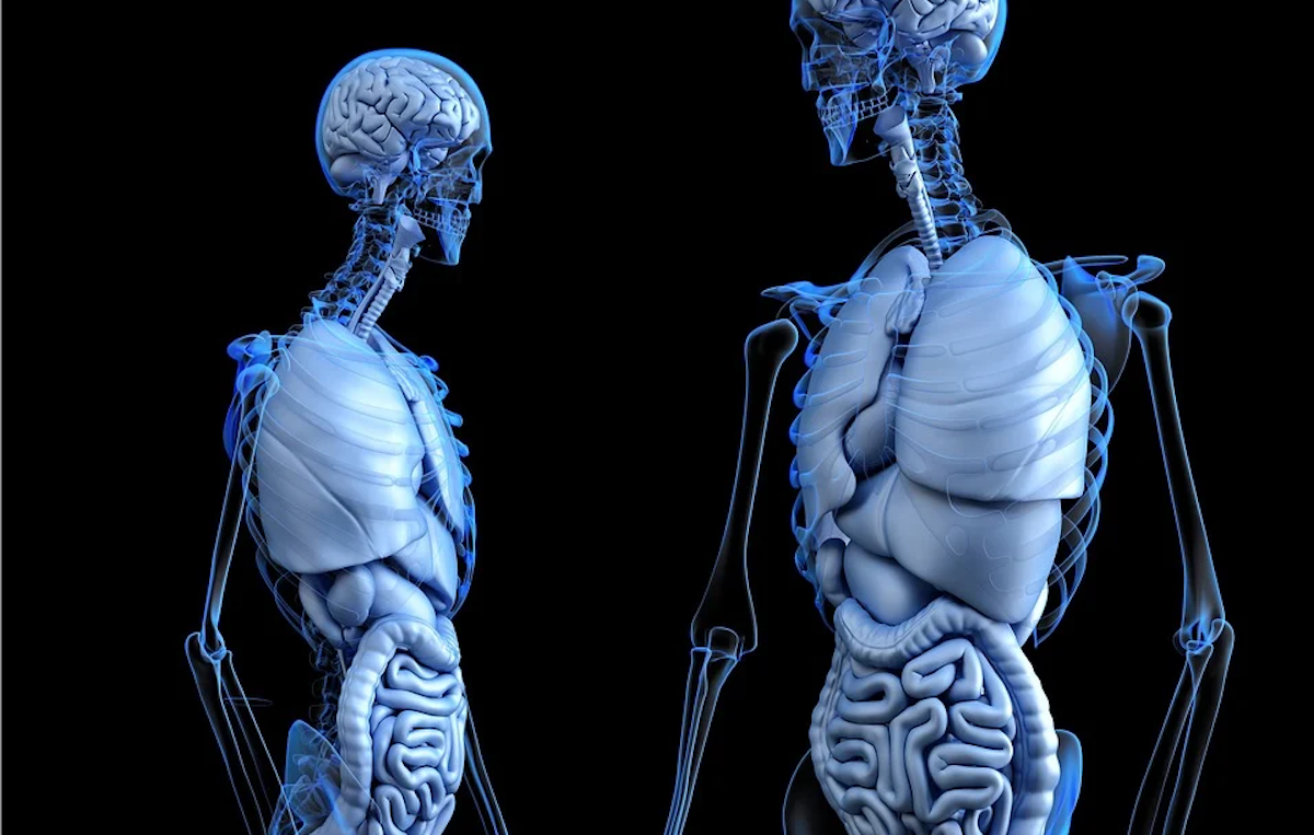 Changes in Gut Mucus are Connected to Brain Disorders | Cell And ...