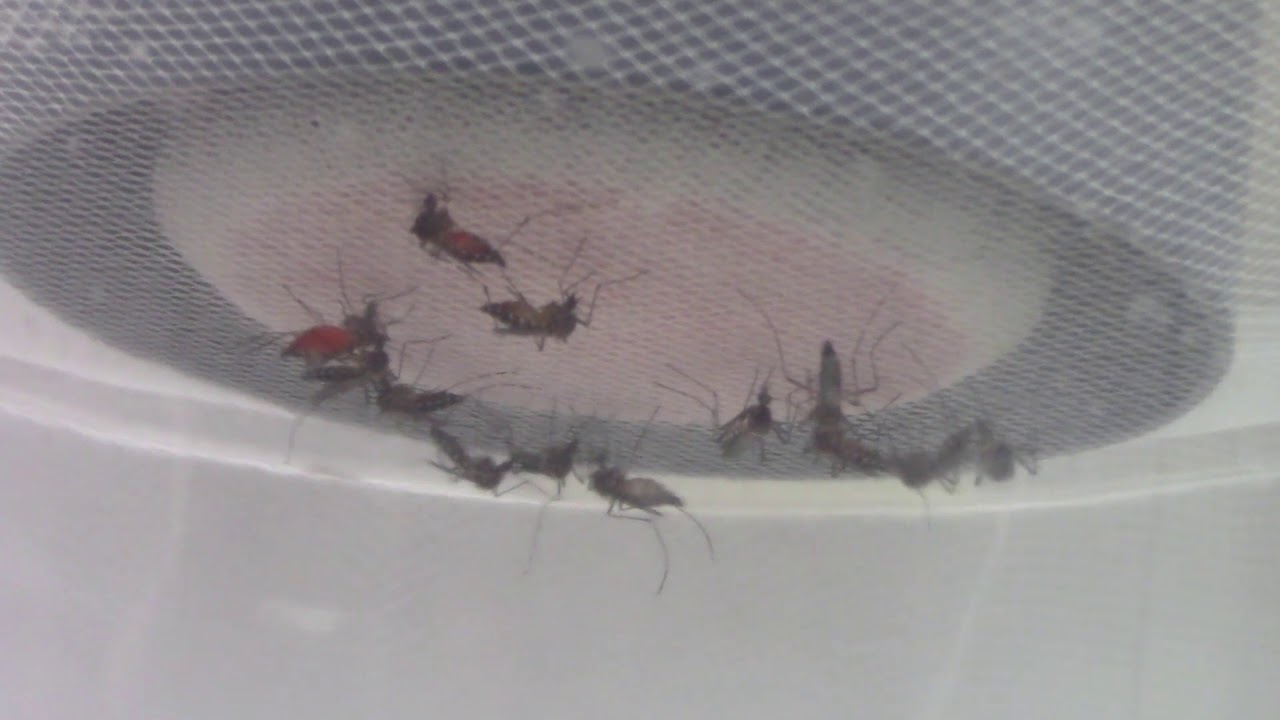 A Mosquito Repellent - Made by Bacteria | Microbiology