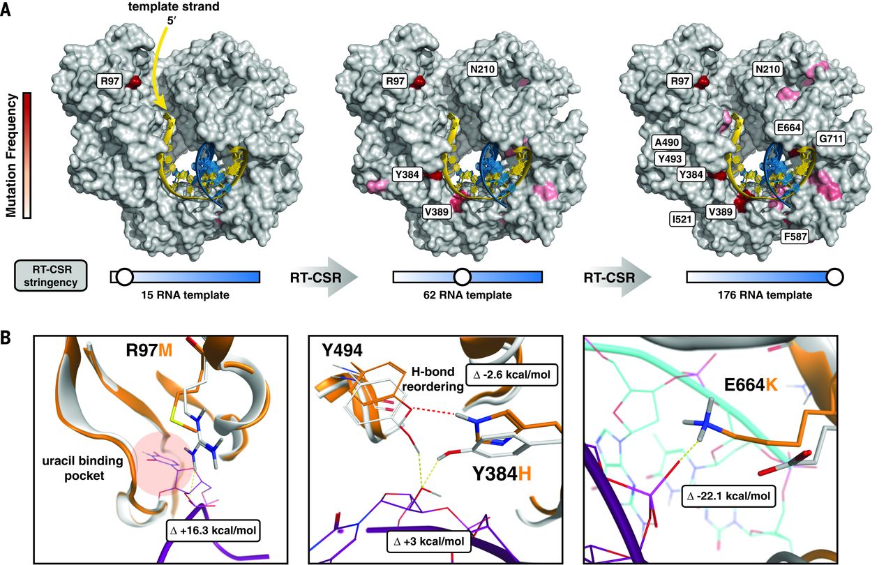 Improved Enzyme Means Better RNA Sequencing | Cell And Molecular Biology