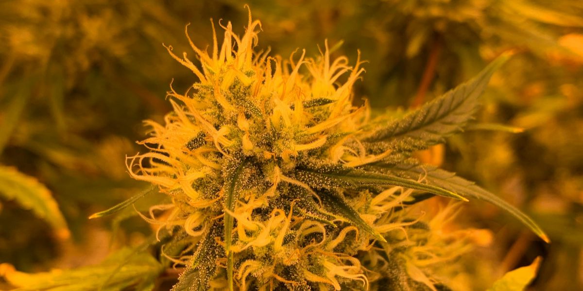 Any Cannabis Use Harms Teen Academics and Mental Health | Cannabis Sciences