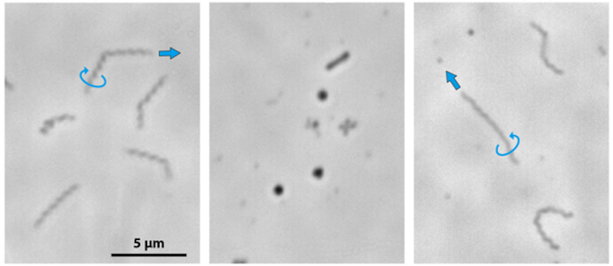 Scientists Create a Mobile Organism With the Smallest Possible Genome ...