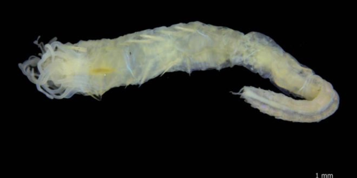 Newly-Discovered Worm Has Eyeballs on its Butt | Plants And Animals