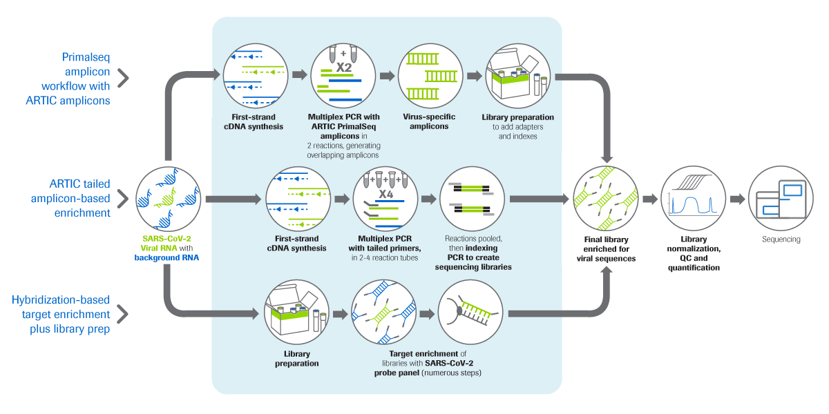 Library Prep Methods for SARS-CoV-2 Sequencing: a Summary | Genetics ...