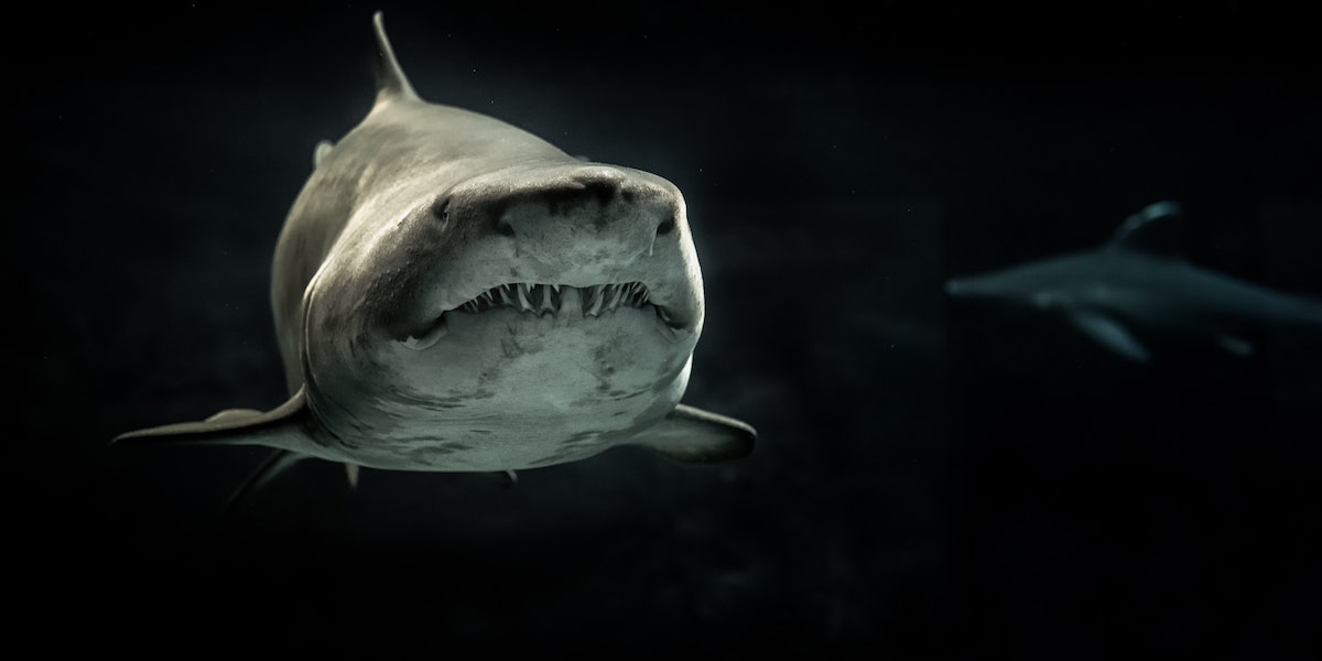 Uterine Implant Helps Track Shark Births, Supporting Conservation ...