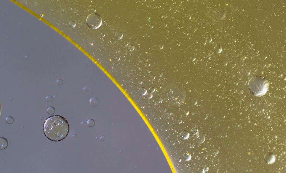 Blautia Bacteria's Crucial Role as a Gut Barrier Shield is Revealed ...