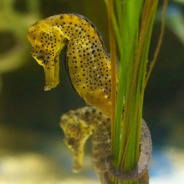 Do Seahorses Have the Fastest Evolving Genomes? | Genetics And Genomics