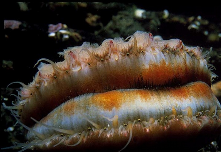 California's mud is hiding an ancient ecosystem | Earth And The Environment