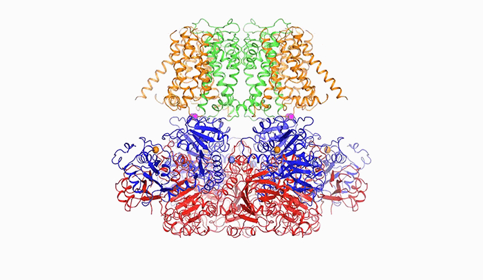Complete BK Potassium Channel Structure Unveiled by Cryo-EM | Cell And ...