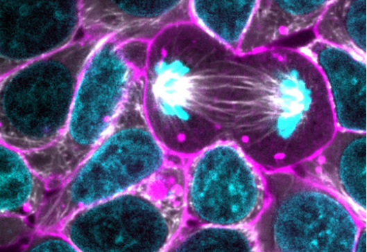 Allen Institute Announces Public Release of Fluorescent Stem | Cell And ...
