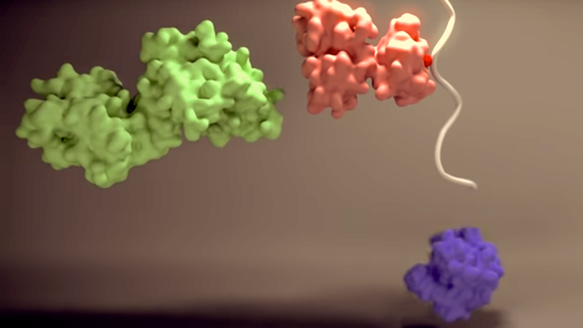 A New Way to Describe Enzyme Kinetics | Cell And Molecular Biology