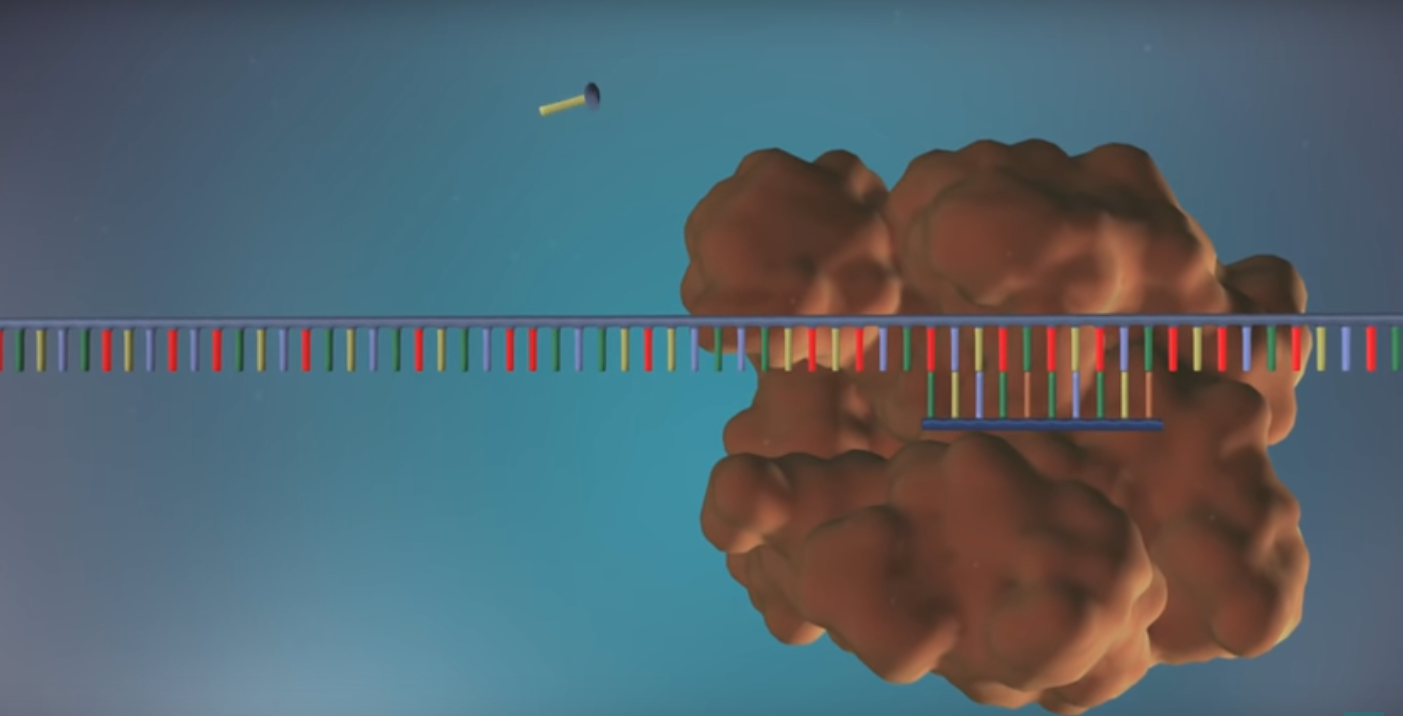 DNA Replication Discovery May Lead to New Cancer Treatments | Genetics ...