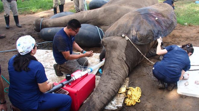 Elephant Receives Root Canal After Cracked Tusk Becomes Infected ...