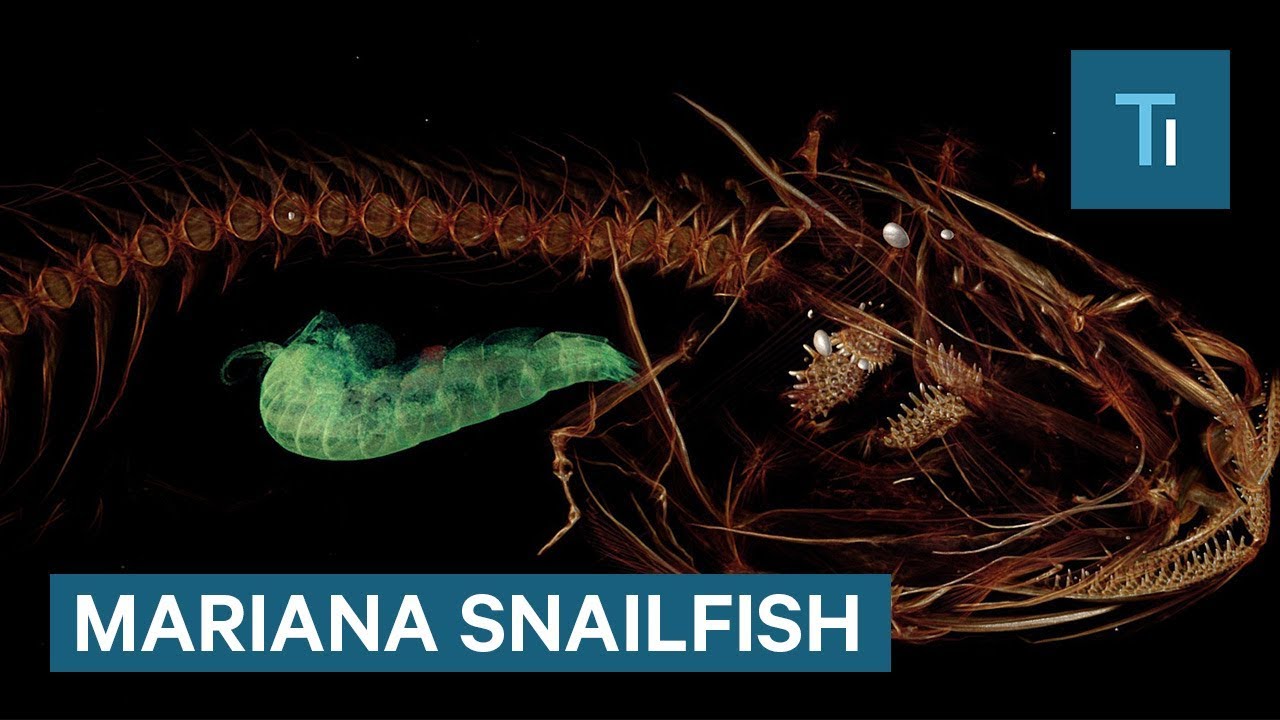 Meet the World's Deepest-Dwelling Fish | Videos