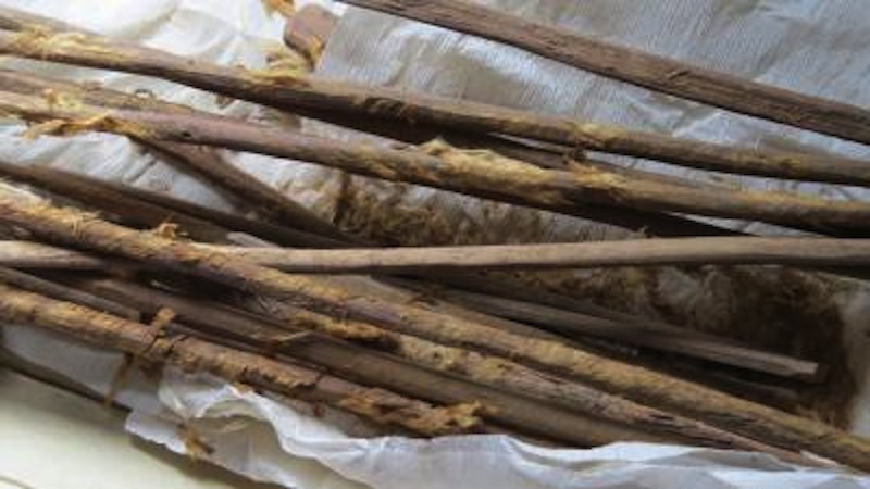 Infectious Diseases in the Ancient World: Parasites on the S | Microbiology