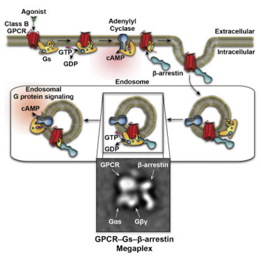 Mega-complex Discovery Enhances Understanding of Cell Signal | Cell And ...