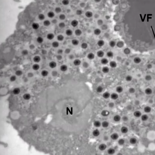 Giant Viruses can Make Their own Genes | Genetics And Genomics