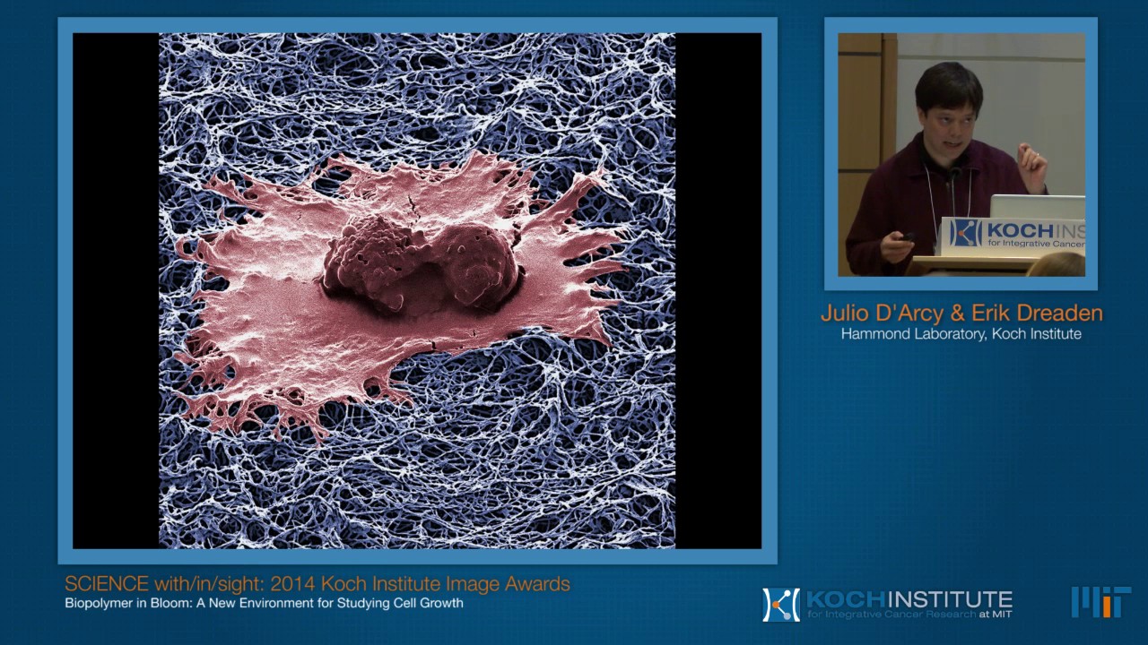 Koch Institute at MIT Presents Amazing Images | Videos