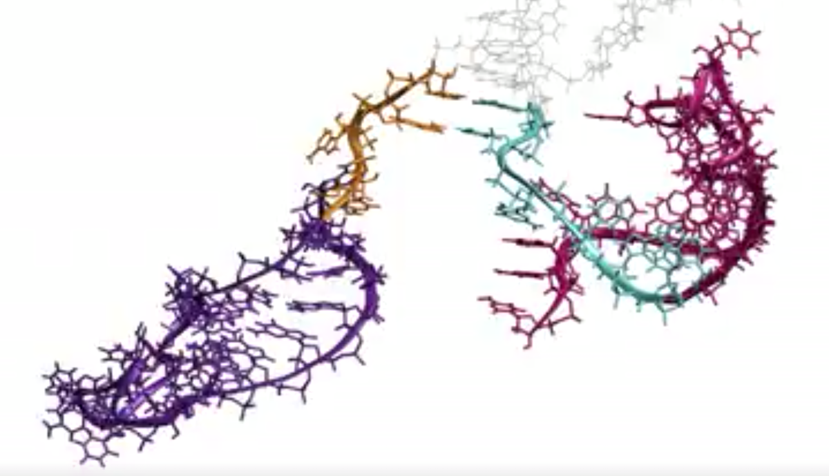 Watching RNA Folding As Its Being Made | Cell And Molecular Biology