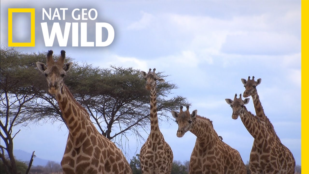 The grief of giraffes | Videos