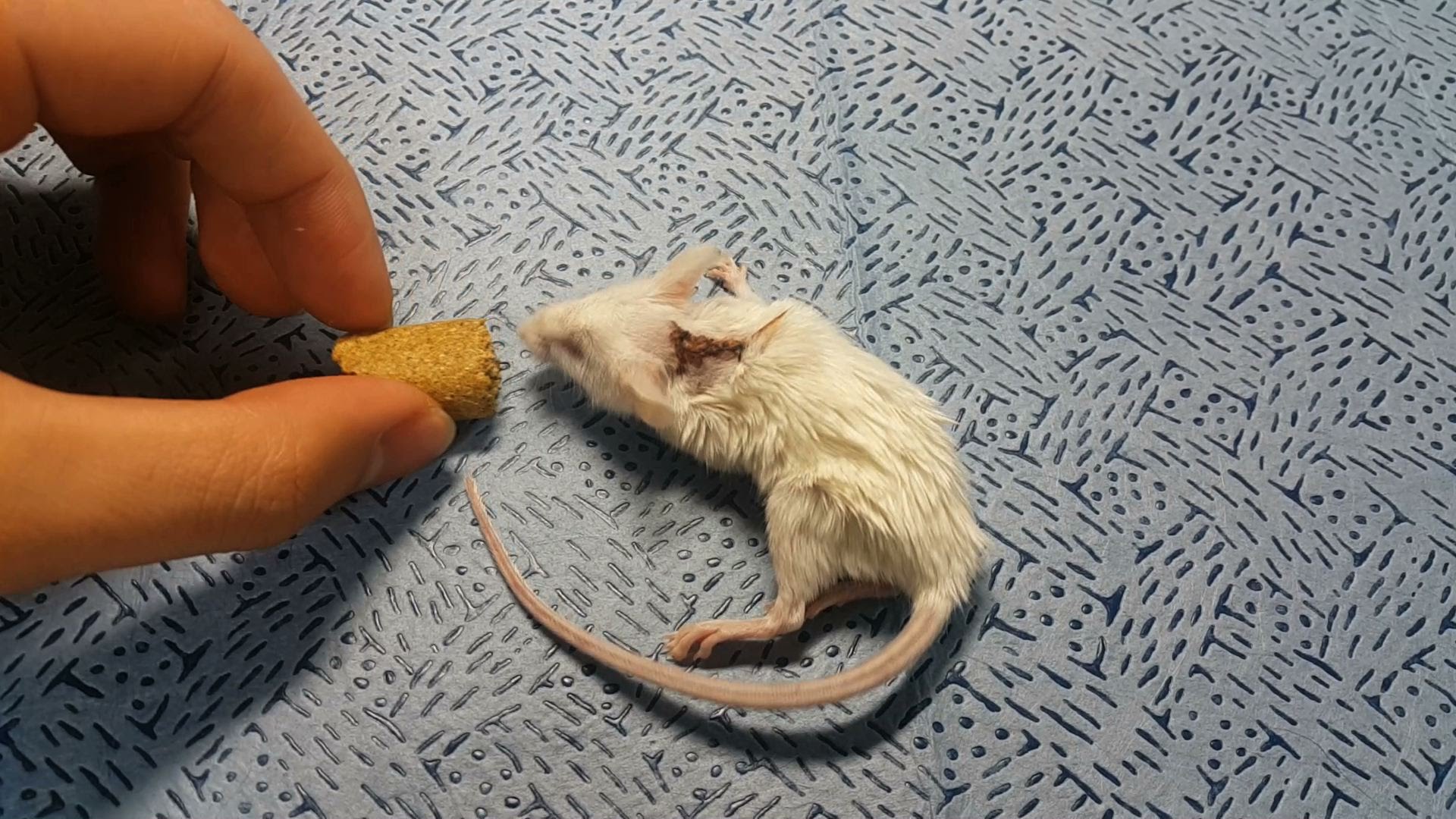 Spinal Cord Surgery Allows Mice to Walk Again | Videos