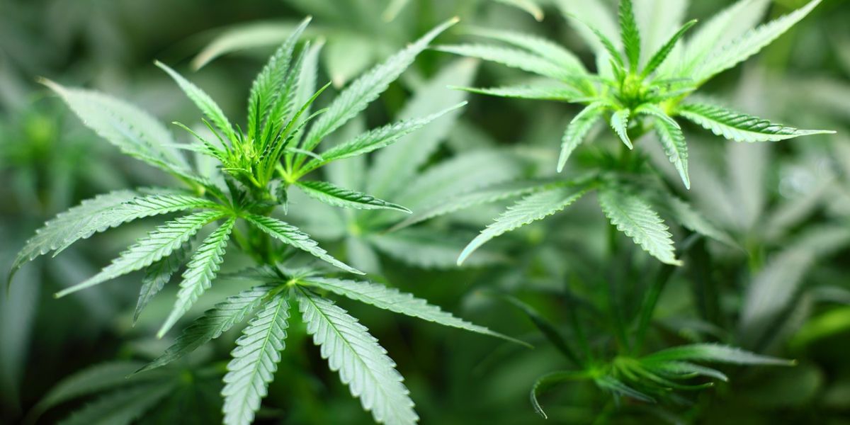 Cannabis Use Disorder Linked to Benign Salivary Gland Tumors | Cannabis ...