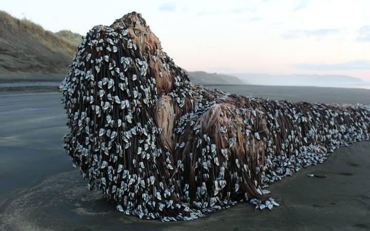 This Barnacle-Covered Oddity Washed Up in New Zealand | Plants And Animals