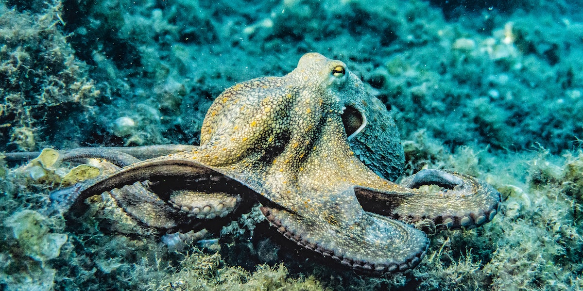 Octopuses shed light on the evolution of intelligent life | Plants And ...