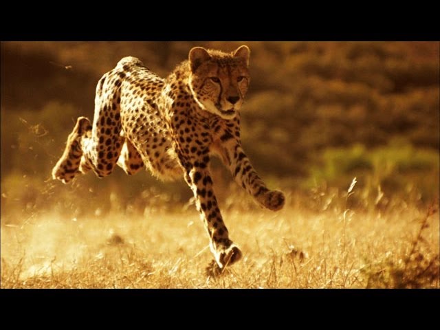 The body that makes them fast: Cheetahs' physiology | Videos